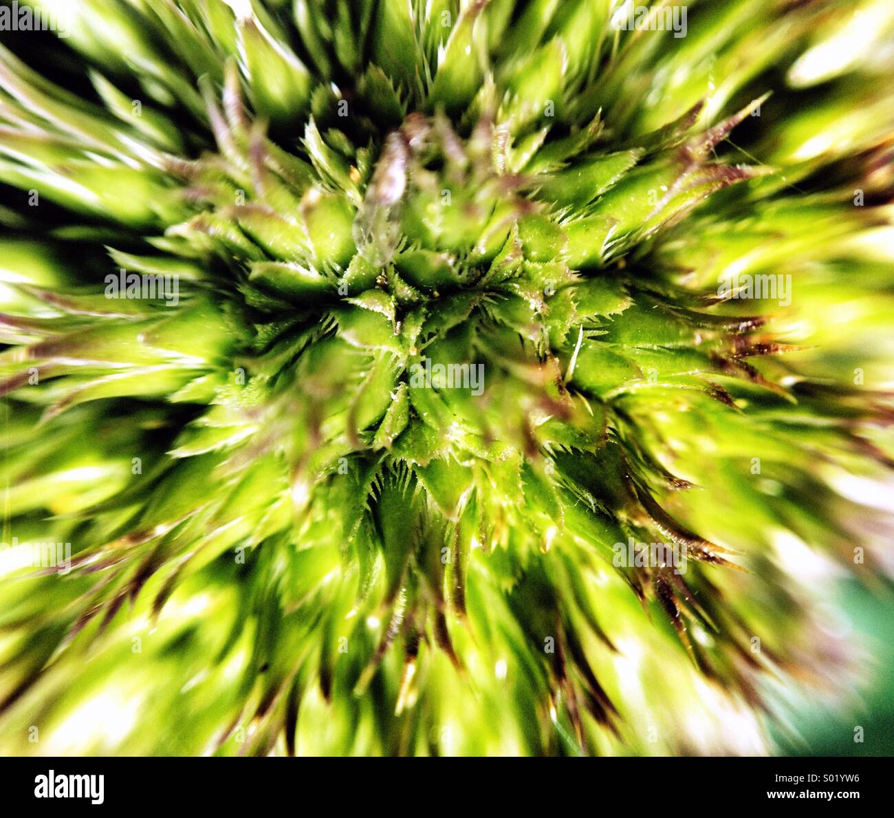 Thistle spikes -Fotos und -Bildmaterial in hoher Auflösung – Alamy