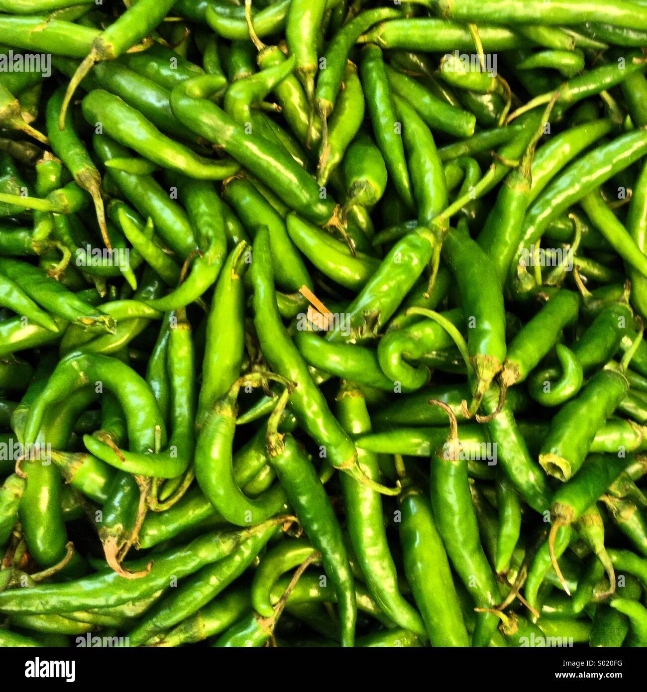 Grünes chilli -Fotos und -Bildmaterial in hoher Auflösung – Alamy