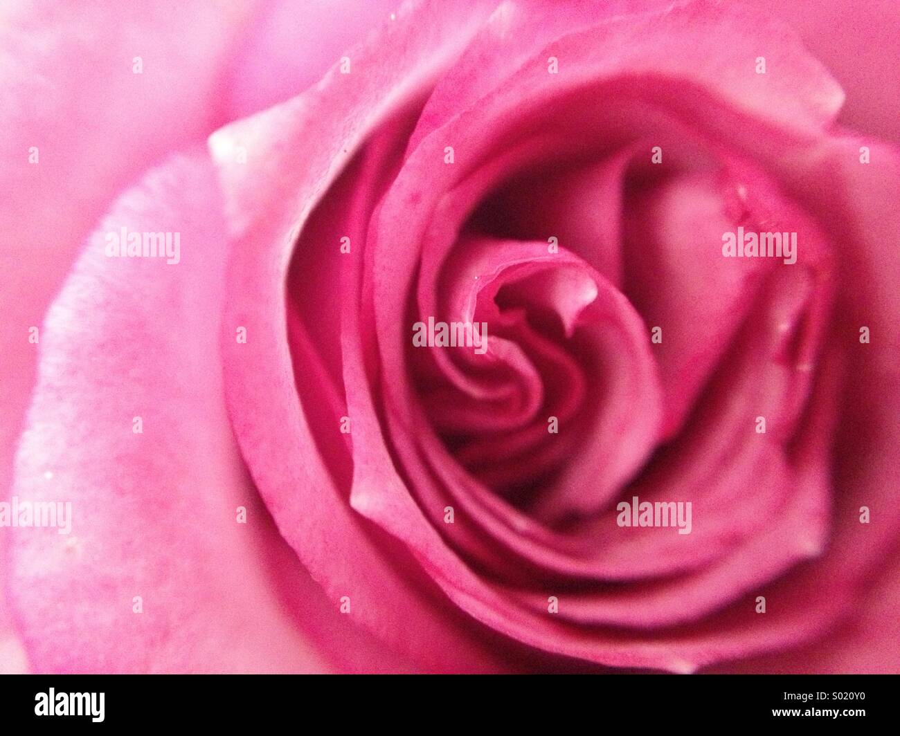 Rose Fotografie Stockfotos und -bilder Kaufen - Alamy