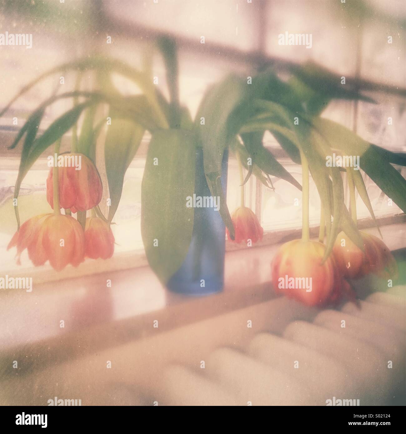 Welkende blumen -Fotos und -Bildmaterial in hoher Auflösung – Alamy