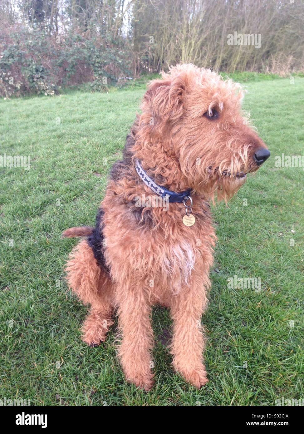 Airedale terrier -Fotos und -Bildmaterial in hoher Auflösung – Alamy