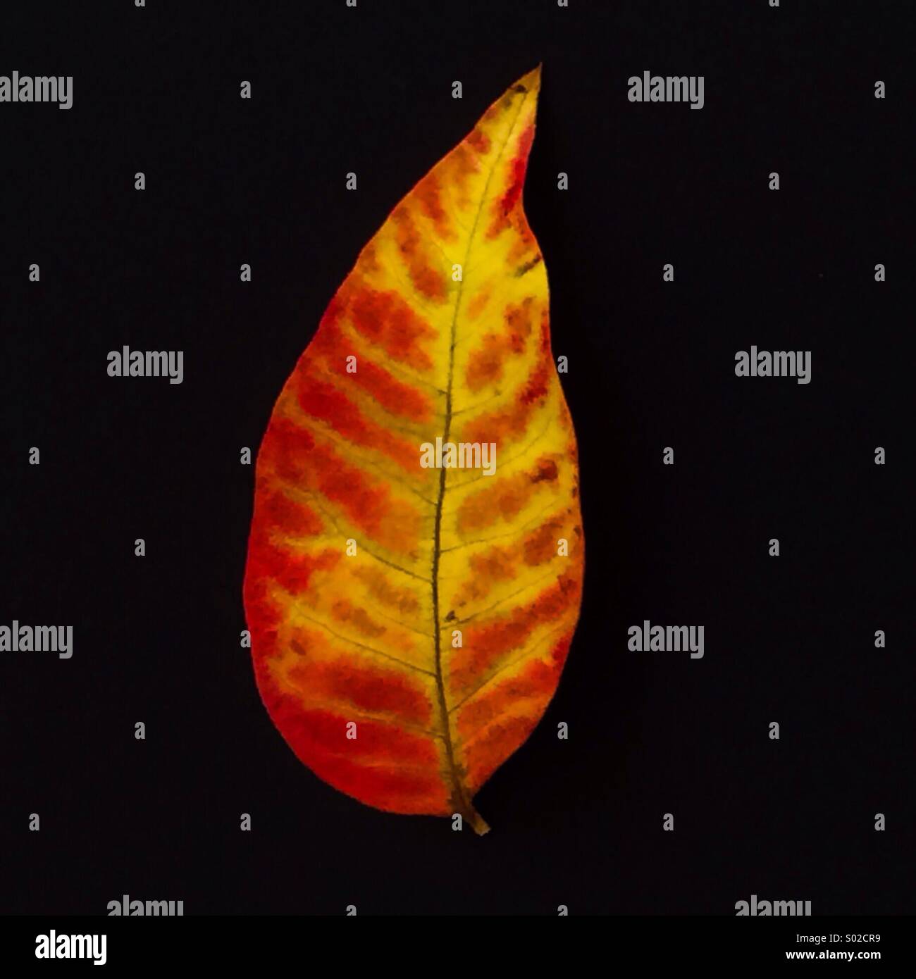 Ann Schwarz Stockfotos und -bilder Kaufen - Alamy