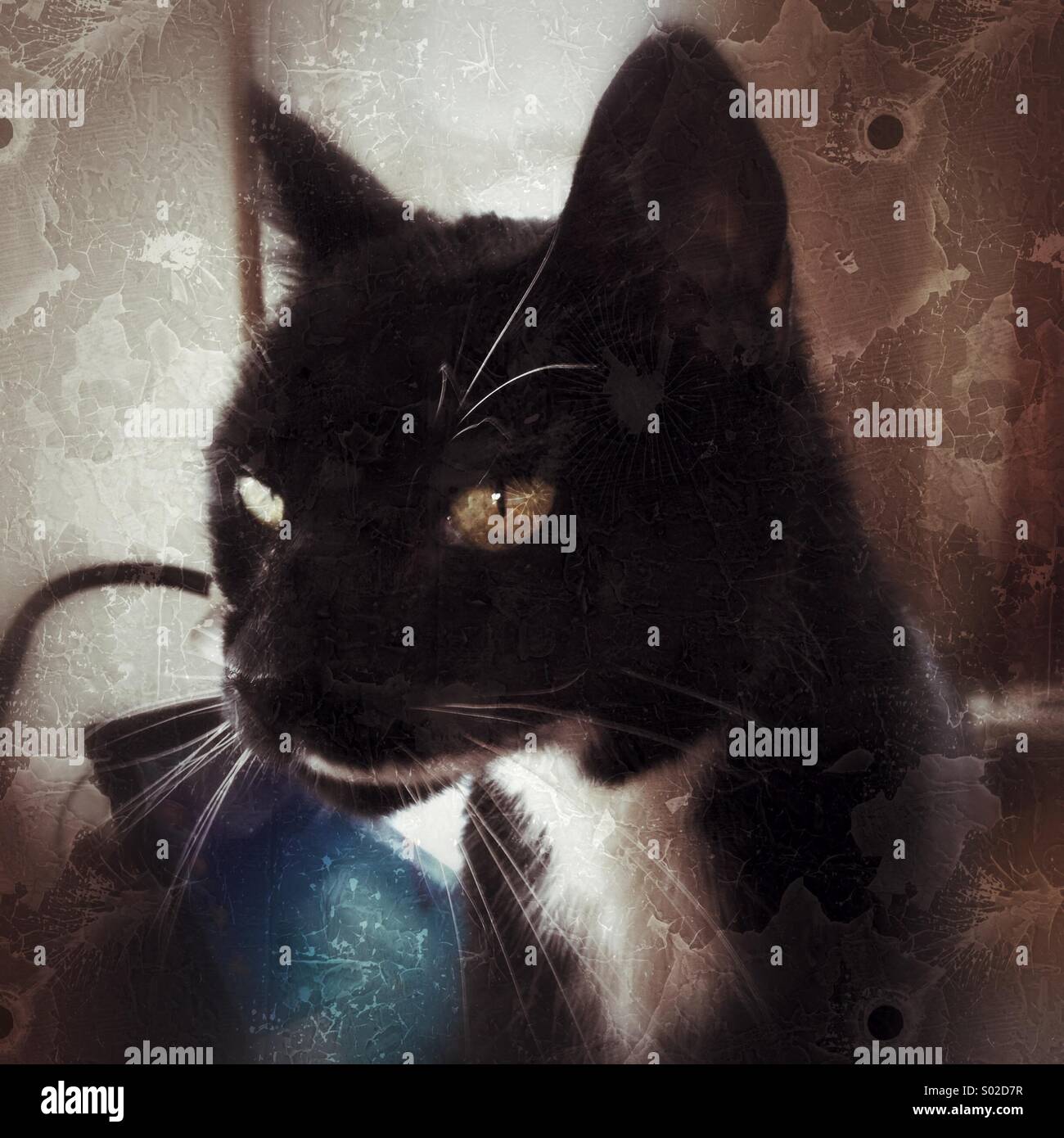 Katze und computer -Fotos und -Bildmaterial in hoher Auflösung – Alamy