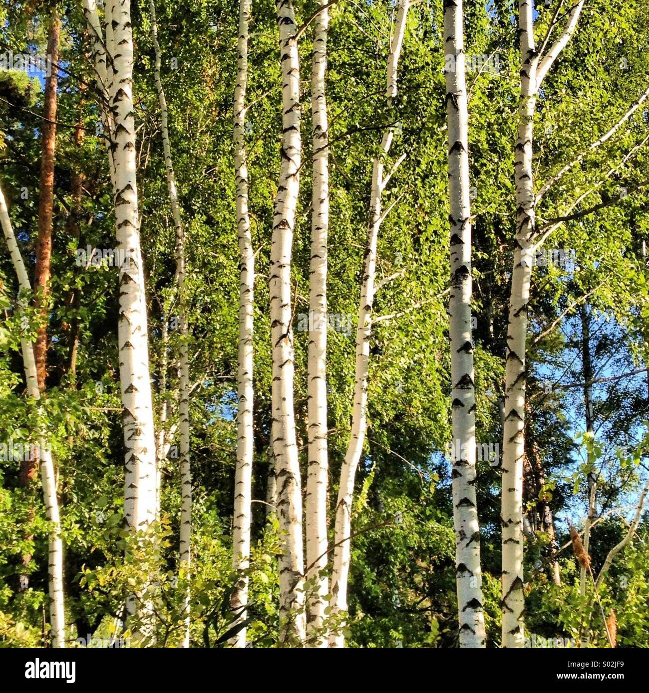 Weiay birke -Fotos und -Bildmaterial in hoher Auflösung – Alamy