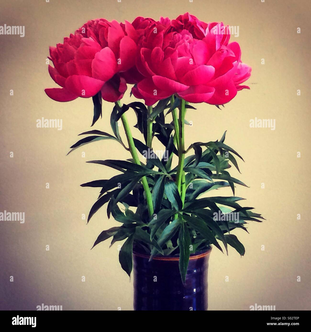Rosa Pfingstrose Stockfotos und -bilder Kaufen - Alamy