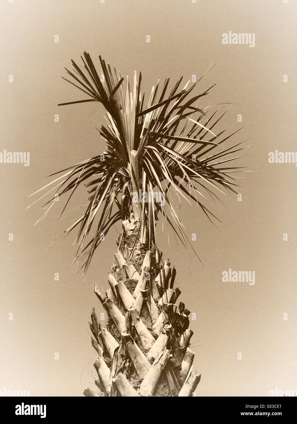 Sabal palm trees -Fotos und -Bildmaterial in hoher Auflösung – Alamy