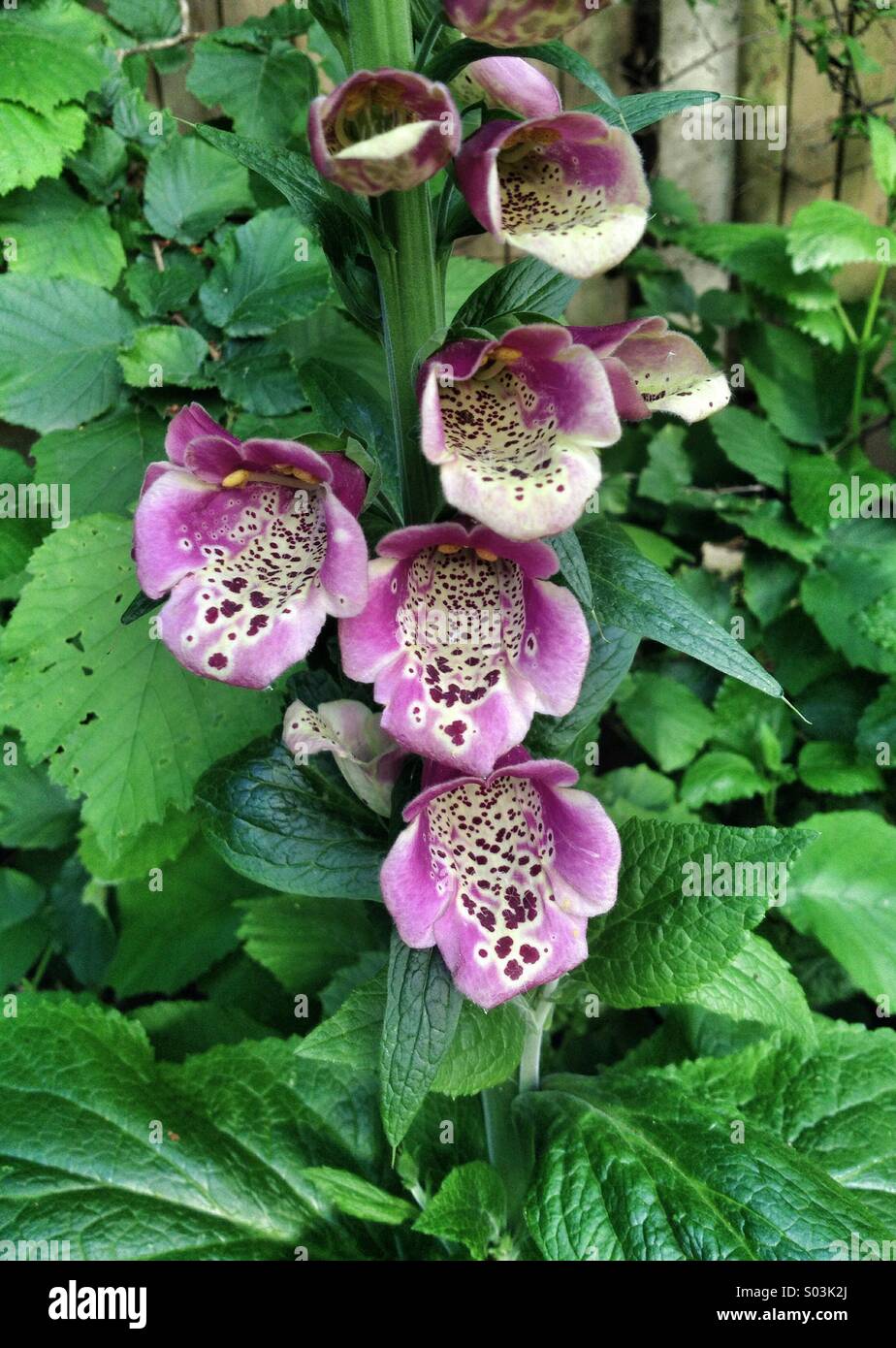 Fingerhut mit blumen -Fotos und -Bildmaterial in hoher Auflösung – Alamy