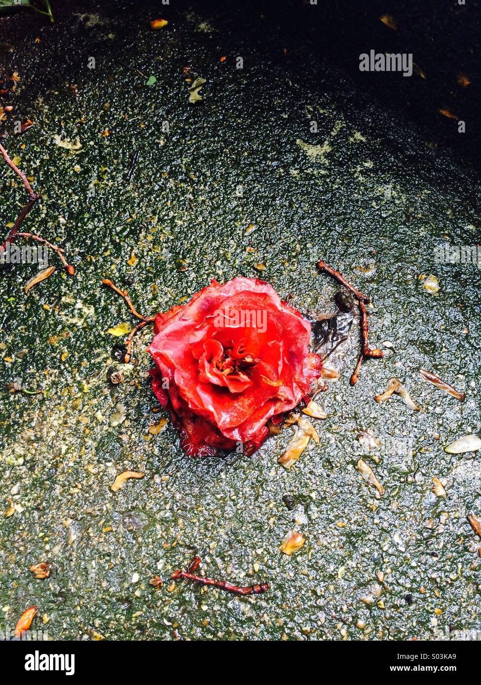 Rosetten rose -Fotos und -Bildmaterial in hoher Auflösung – Alamy