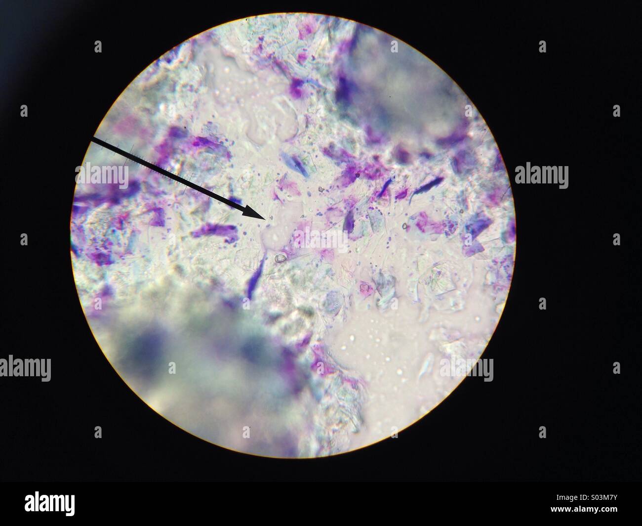 Yeast cells -Fotos und -Bildmaterial in hoher Auflösung – Alamy