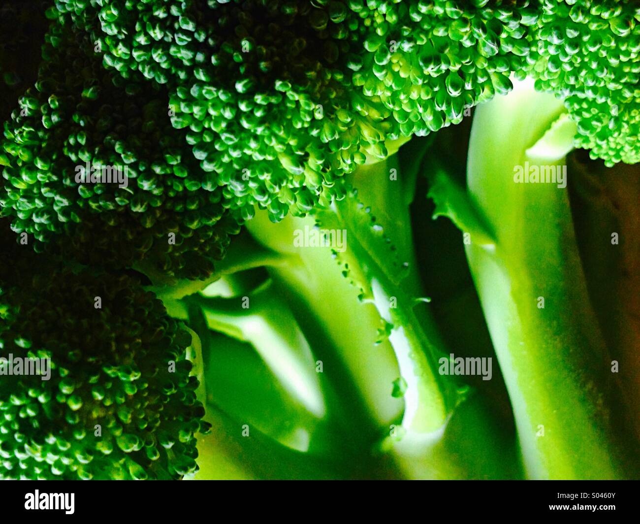 Brokkoli kunst -Fotos und -Bildmaterial in hoher Auflösung – Alamy