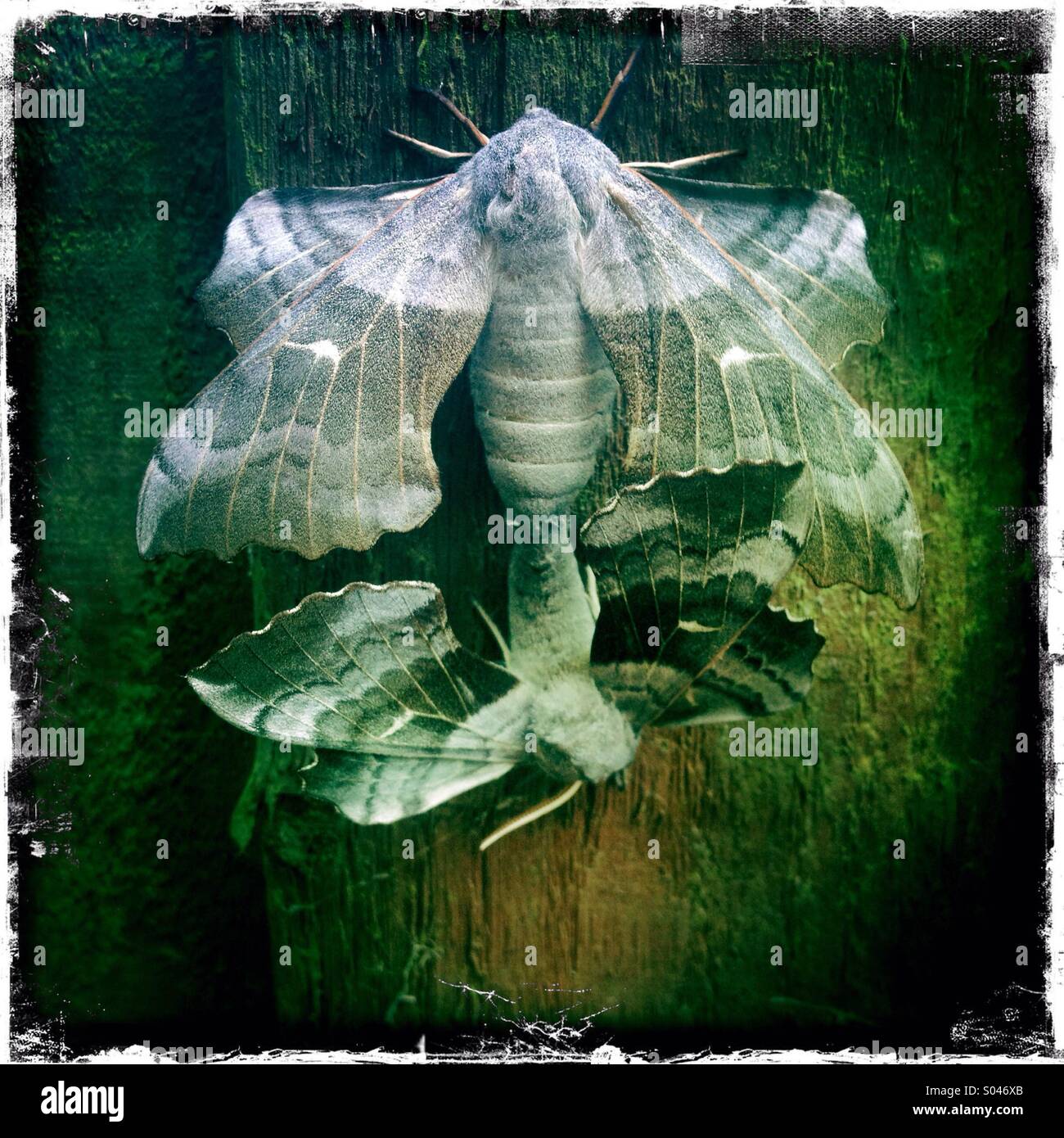 Symmetrischer zaun -Fotos und -Bildmaterial in hoher Auflösung – Alamy