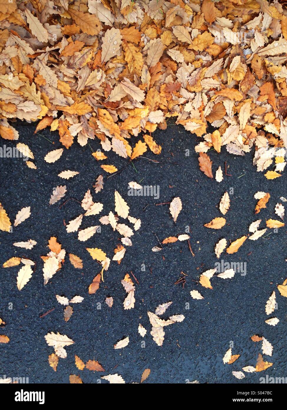 Fallende blätter -Fotos und -Bildmaterial in hoher Auflösung – Alamy