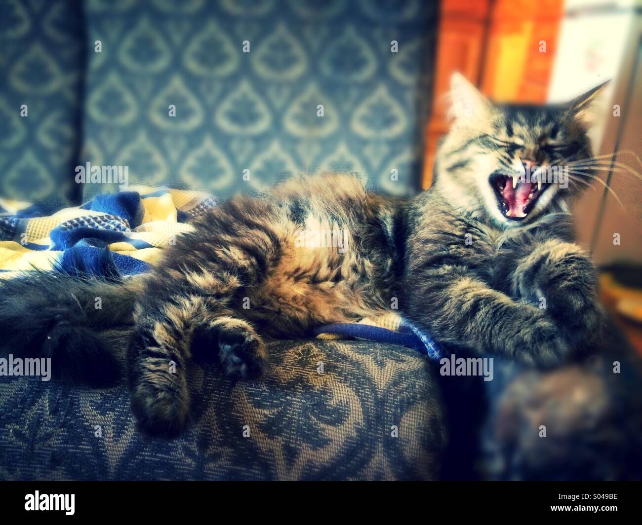 Die lachende katze -Fotos und -Bildmaterial in hoher Auflösung – Alamy