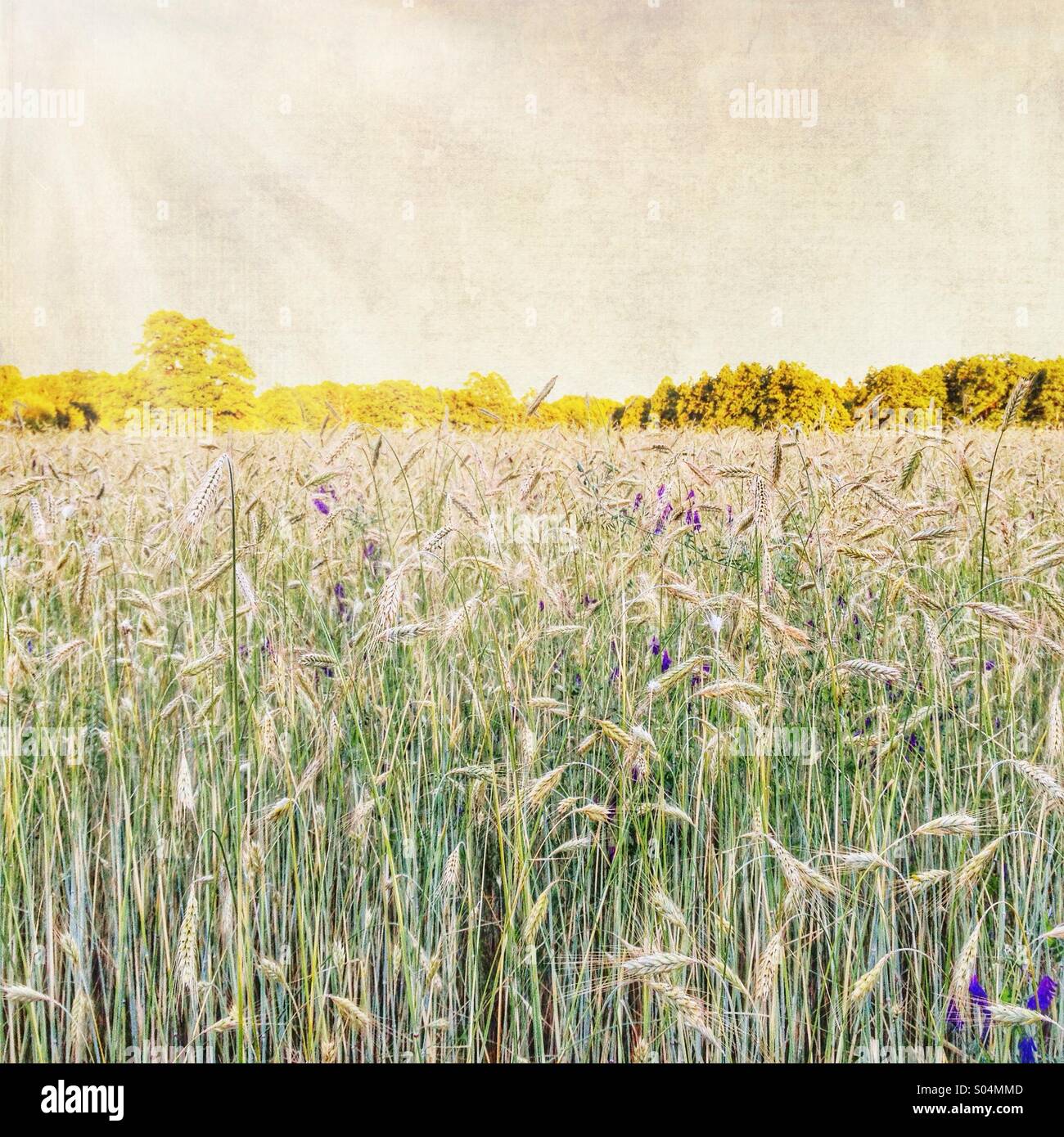 Gerstenfeld mit sonne -Fotos und -Bildmaterial in hoher Auflösung ...