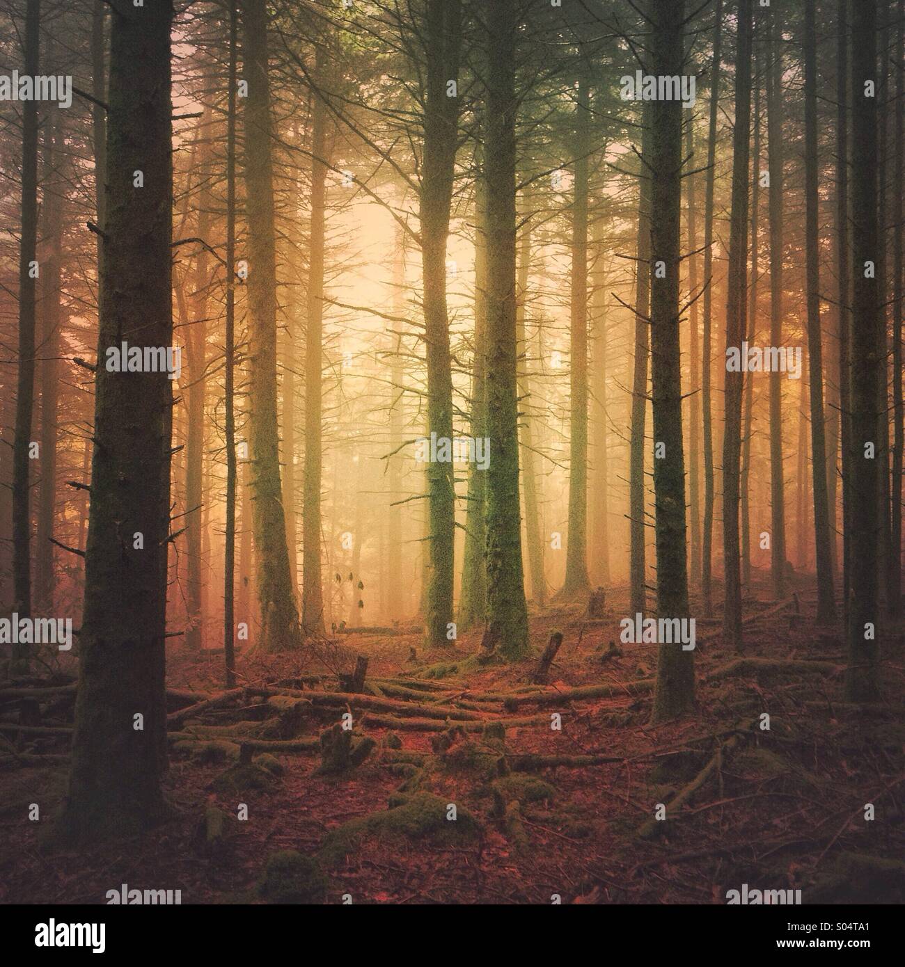 Dunkel nebligen Wald mit Sonnenlicht durch Bäume Stockfotografie - Alamy