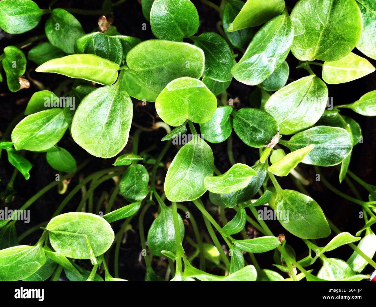 Sprießender samen -Fotos und -Bildmaterial in hoher Auflösung – Alamy