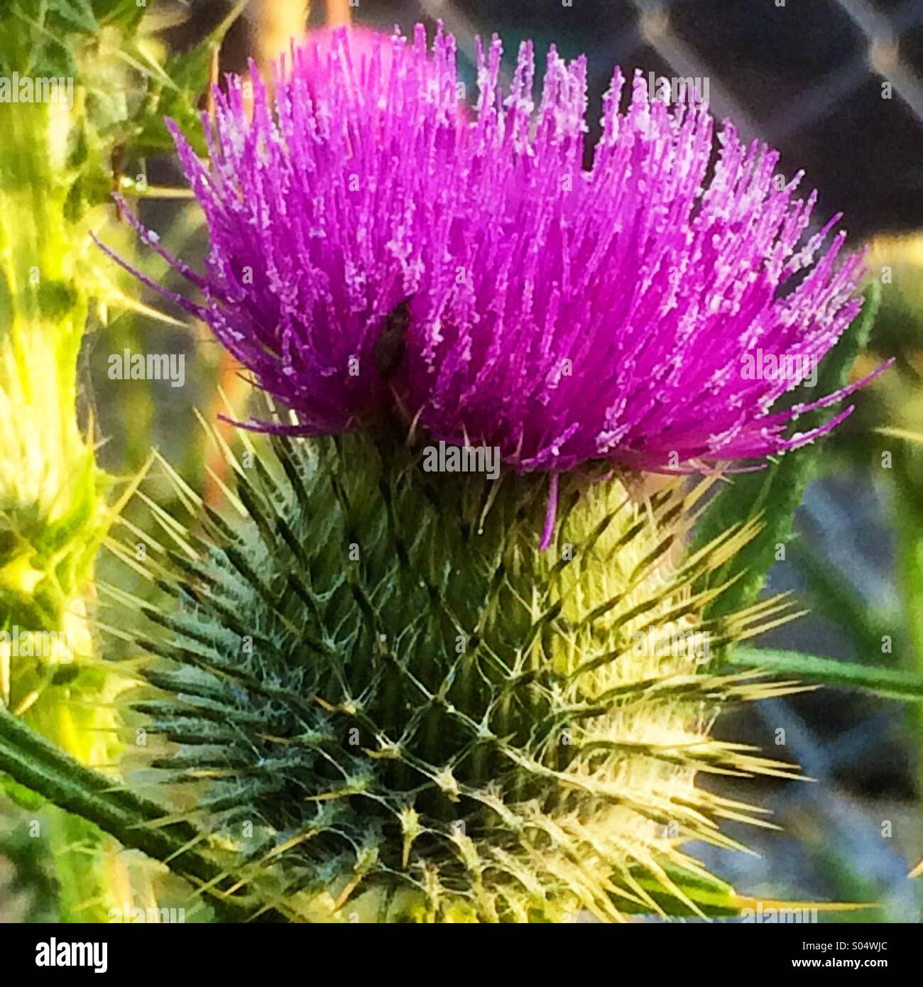 Schottisches emblem -Fotos und -Bildmaterial in hoher Auflösung – Alamy