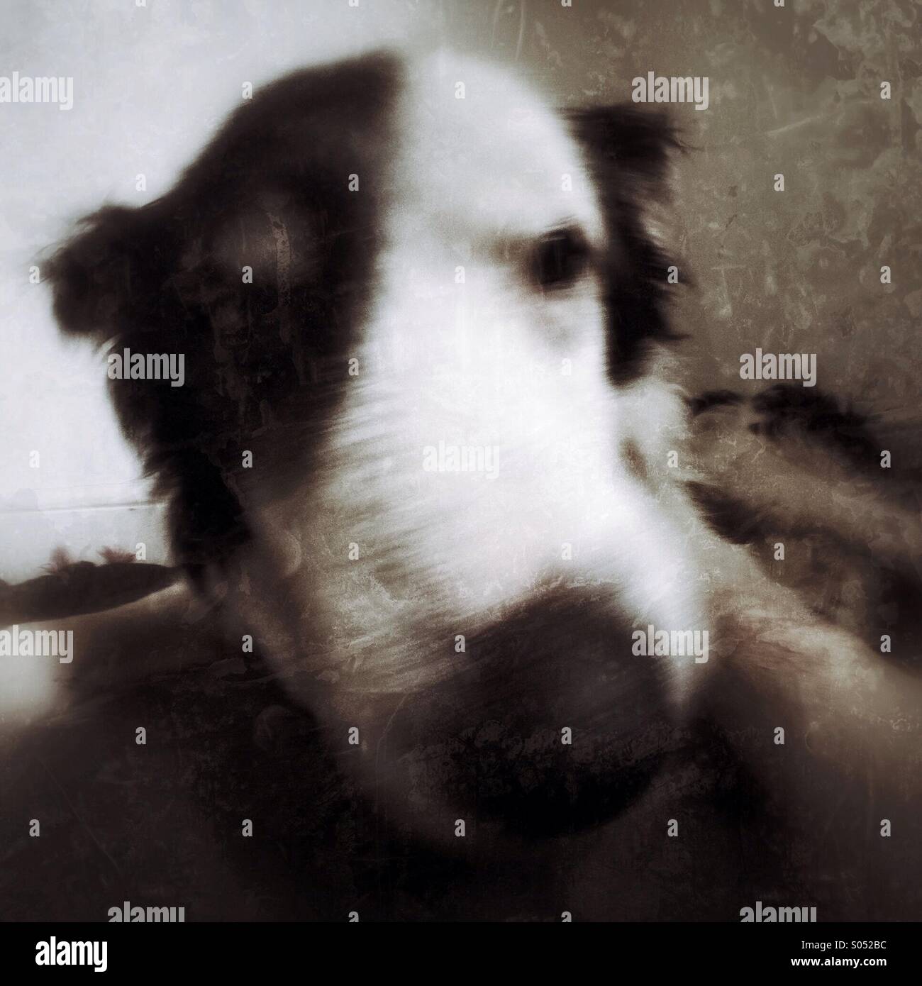 Alter hund zur festlegung -Fotos und -Bildmaterial in hoher Auflösung ...