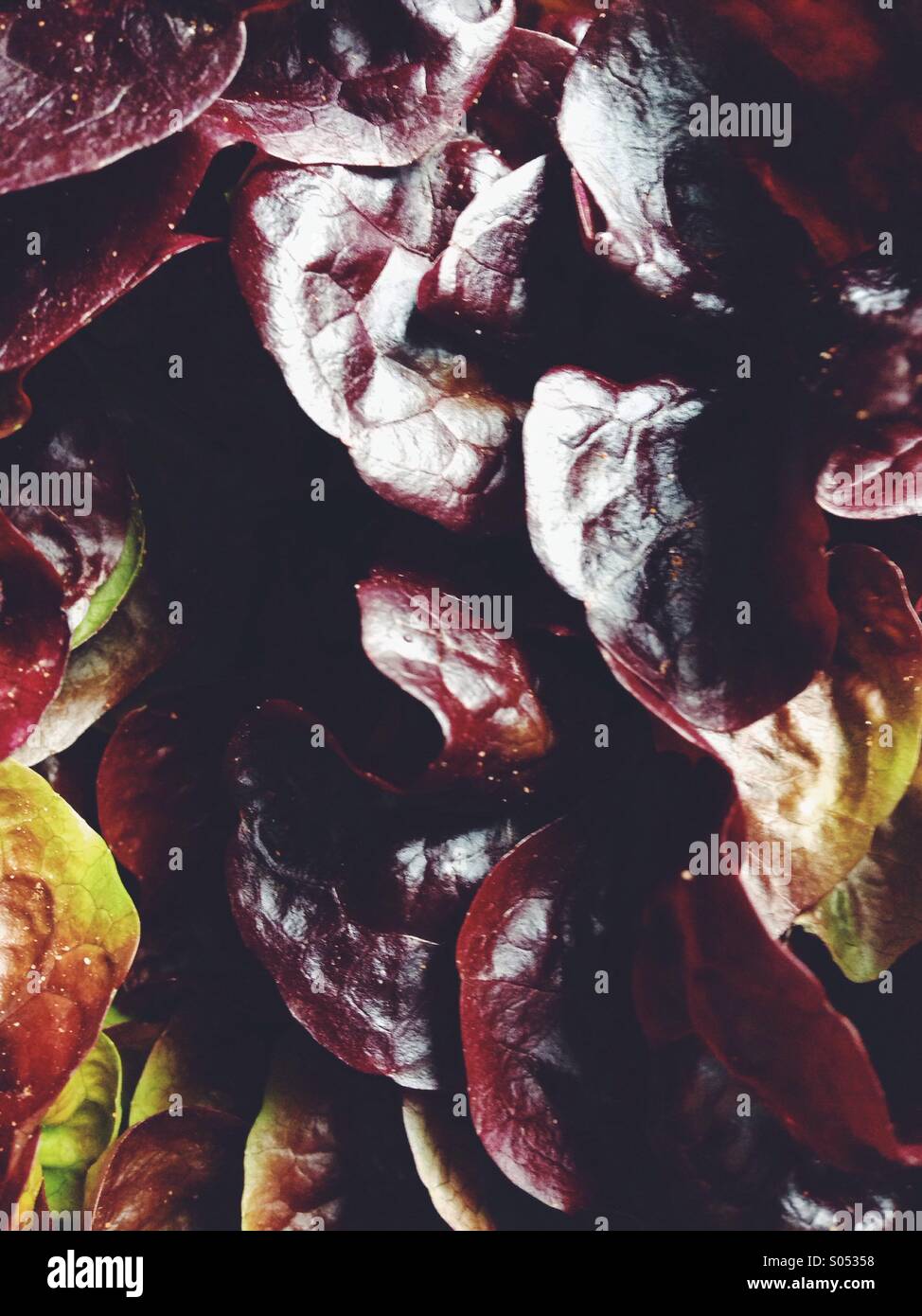 Roter buttersalat -Fotos und -Bildmaterial in hoher Auflösung – Alamy