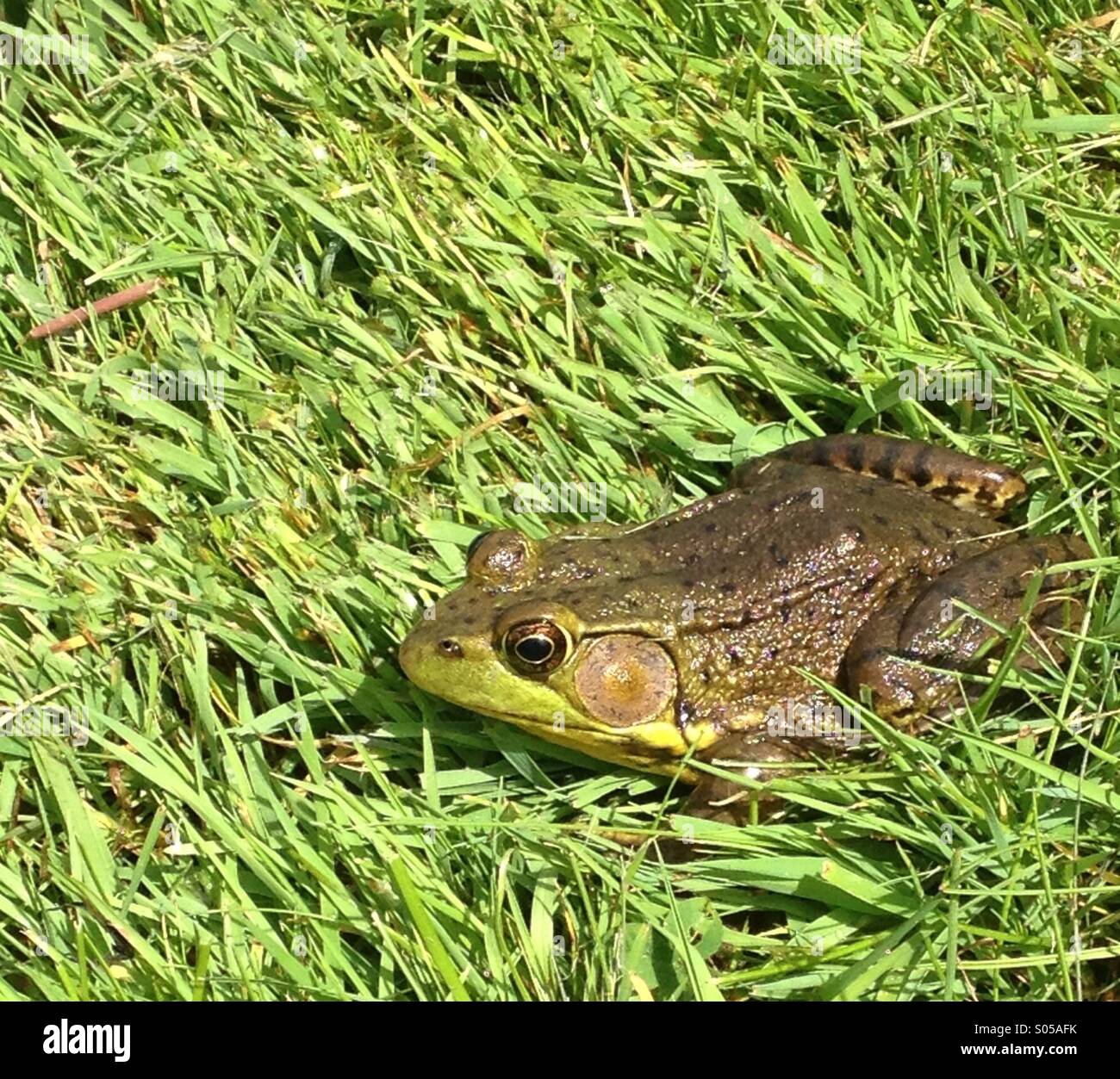 Ribbit ribbit -Fotos und -Bildmaterial in hoher Auflösung – Alamy