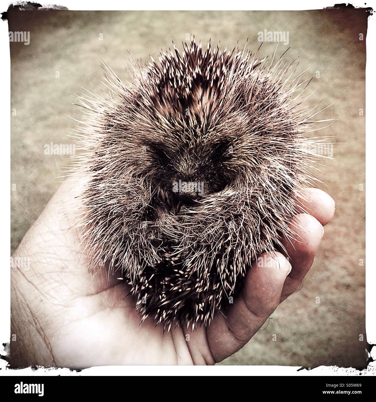 Baby igel -Fotos und -Bildmaterial in hoher Auflösung – Alamy