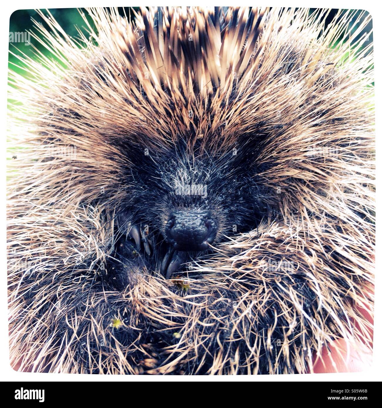 Igel Baby Stockfotos und -bilder Kaufen - Alamy