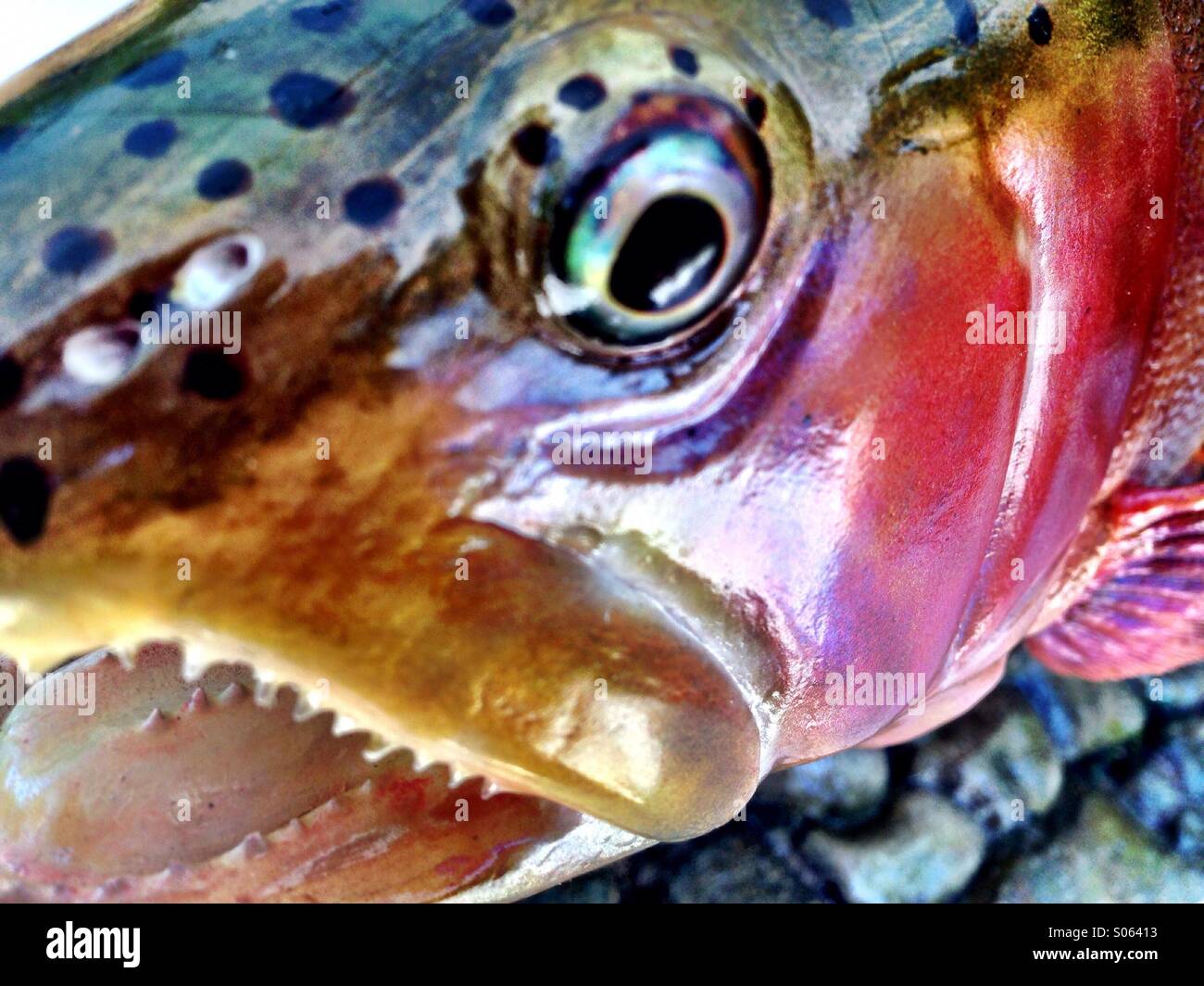 Das Auge der Forelle Stockfotografie - Alamy