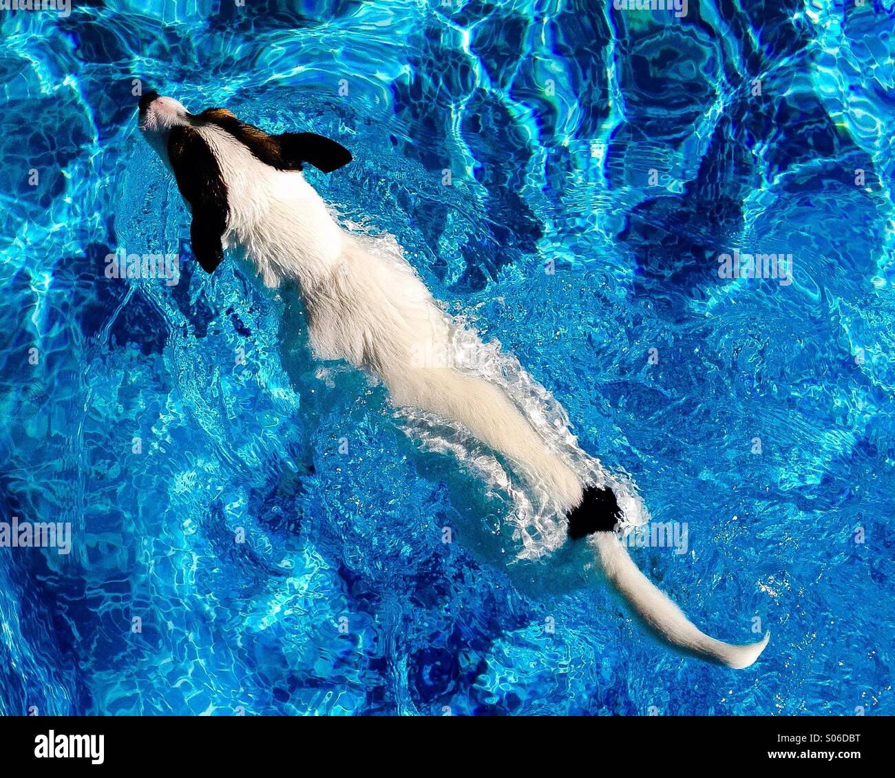 Hund Von Jack Russell Terrier Stockfotos und -bilder Kaufen - Alamy