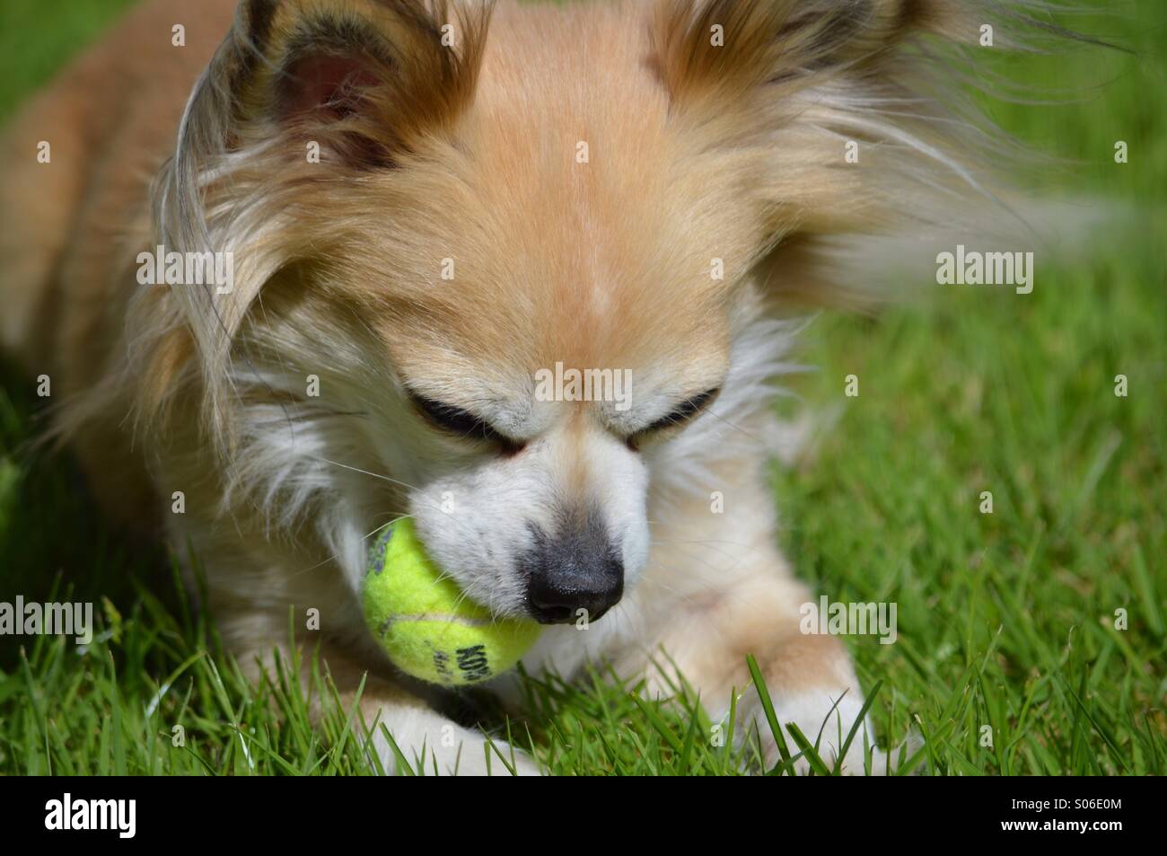 Chiwawa dog -Fotos und -Bildmaterial in hoher Auflösung – Alamy