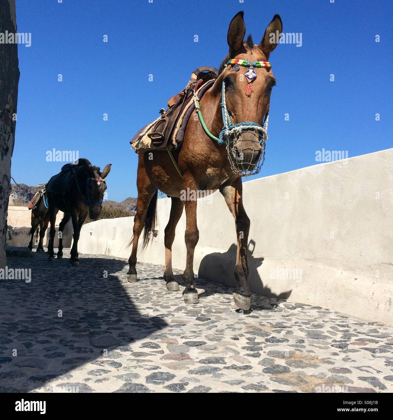 Esel greece -Fotos und -Bildmaterial in hoher Auflösung – Alamy
