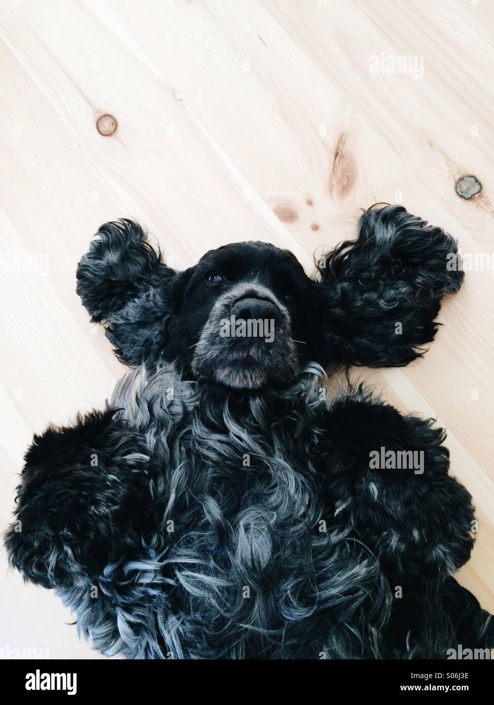 Hund Entspannen Stockfotos und -bilder Kaufen - Alamy