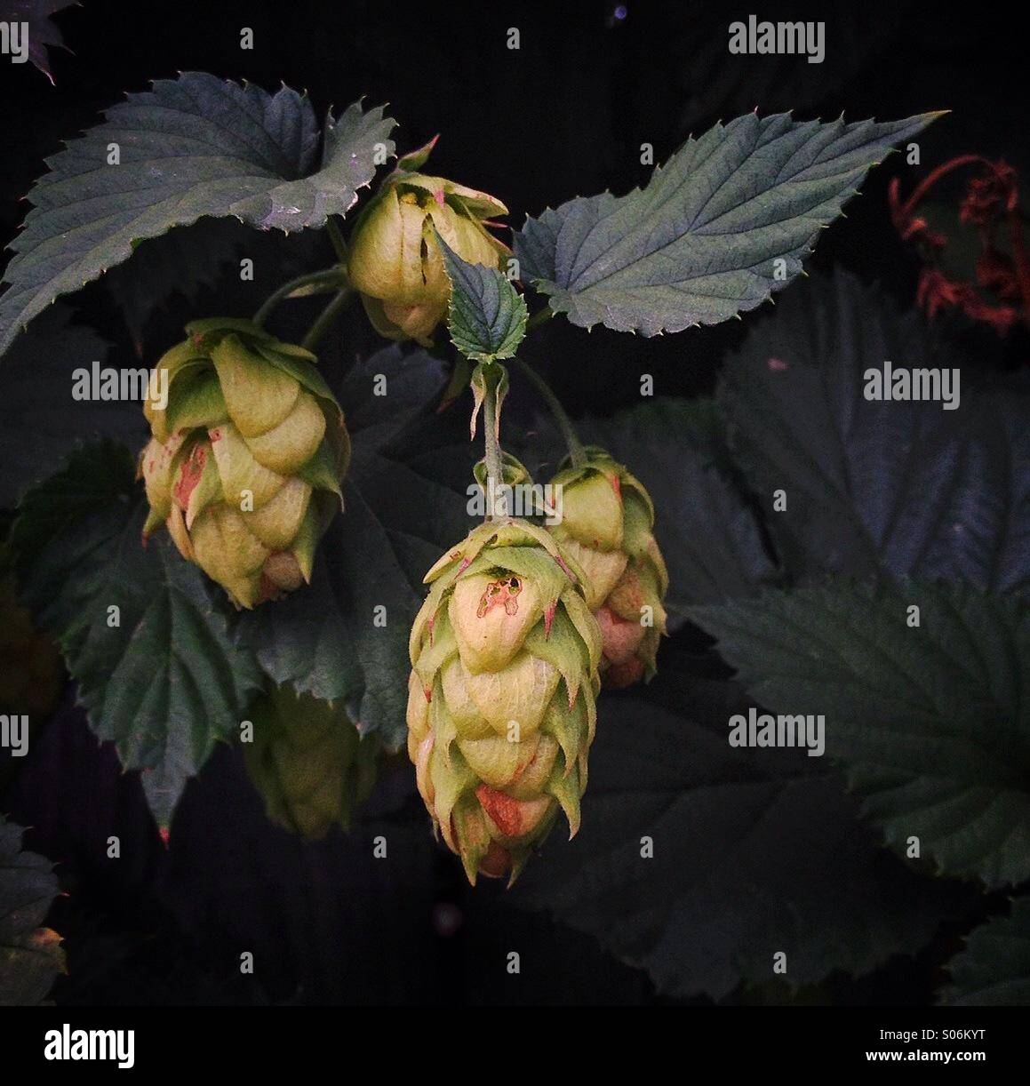 Bier hopfen -Fotos und -Bildmaterial in hoher Auflösung – Alamy