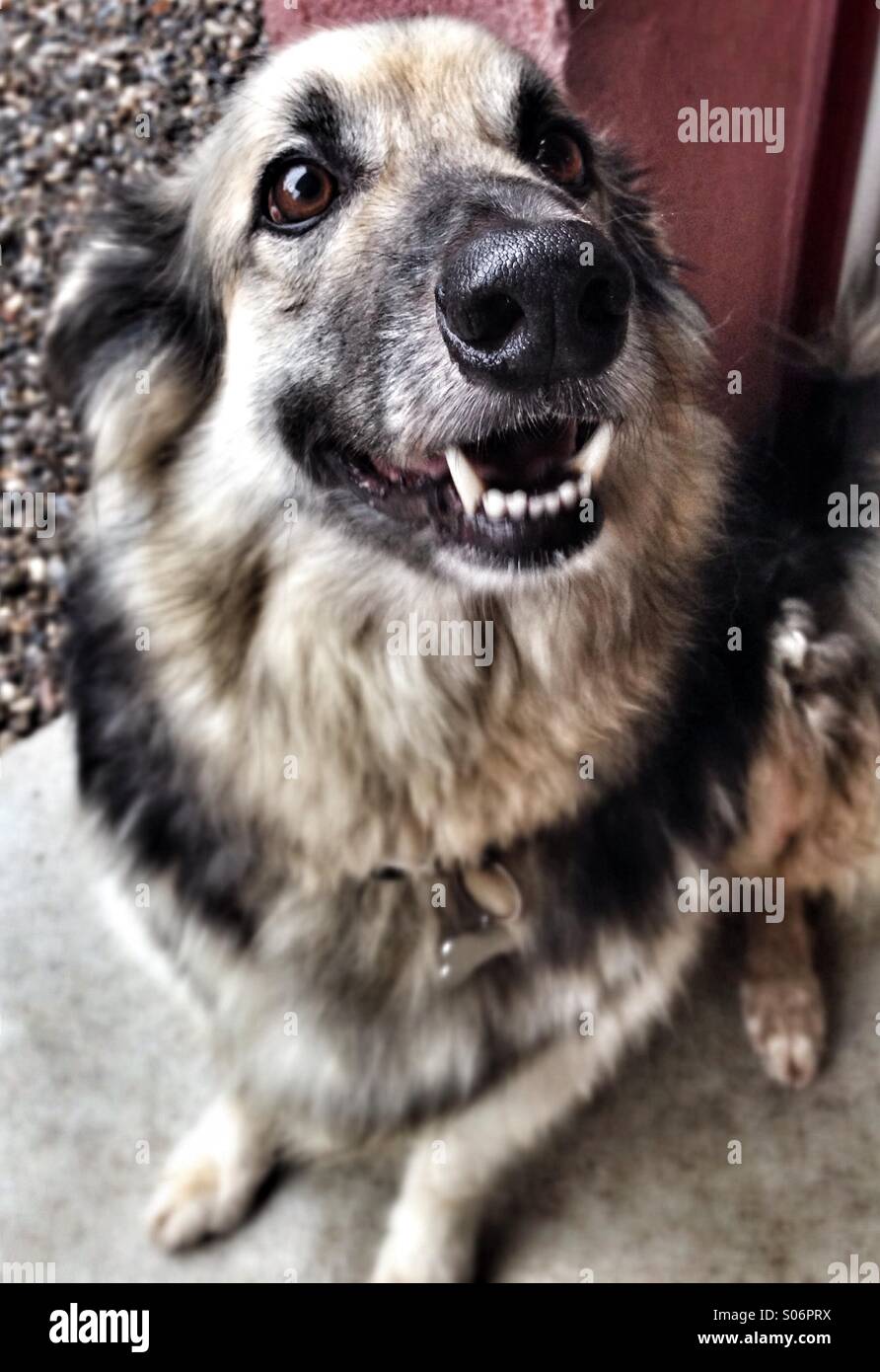 Sharpe teeth -Fotos und -Bildmaterial in hoher Auflösung – Alamy