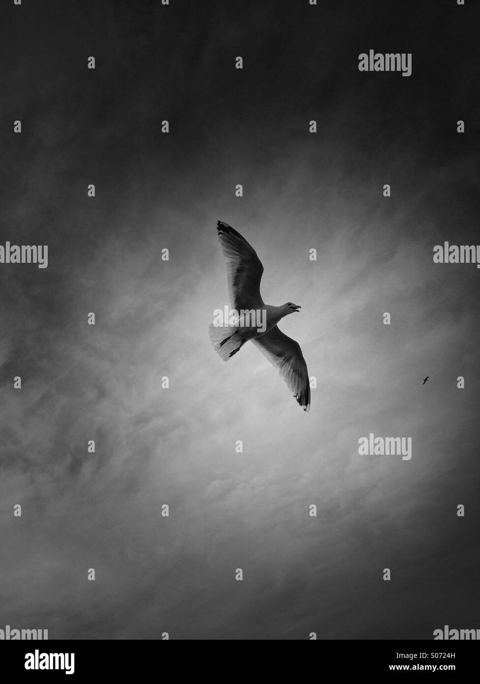Möwe fliegen -Fotos und -Bildmaterial in hoher Auflösung – Alamy