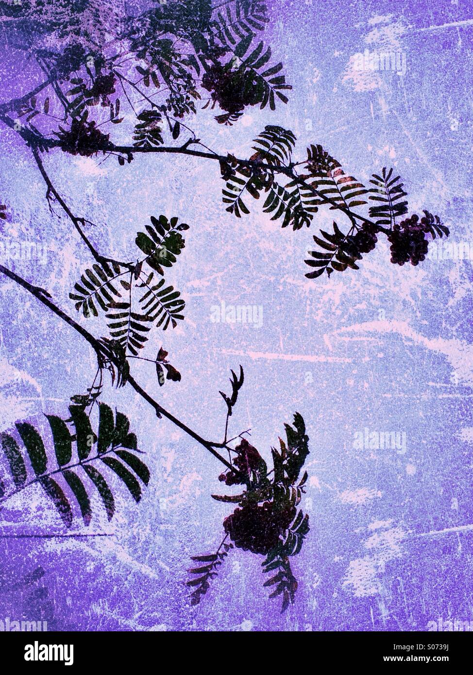 Zweigen Silhouette Stockfotos und -bilder Kaufen - Alamy