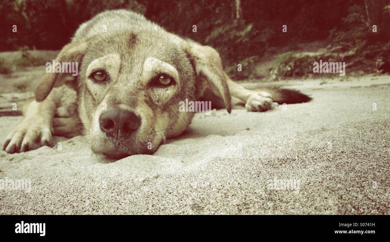 Hund strand -Fotos und -Bildmaterial in hoher Auflösung – Alamy