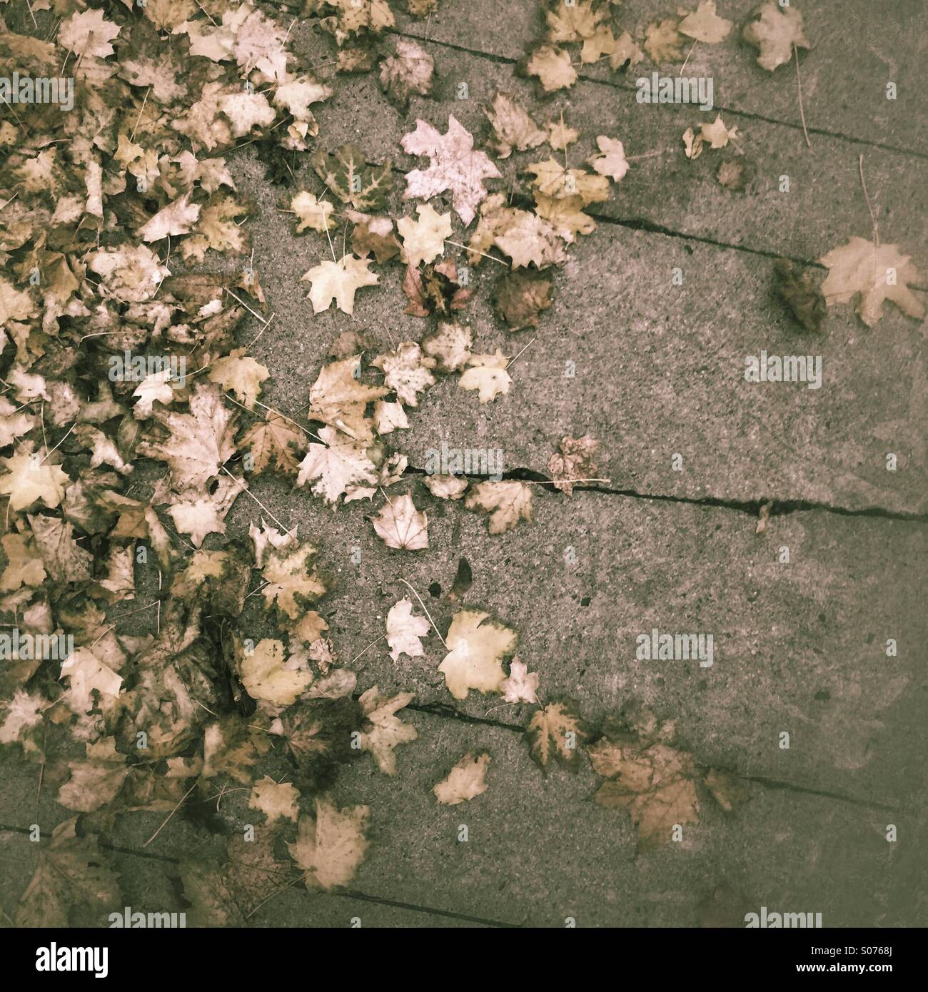 Herbstlaub Boden Stockfotos und -bilder Kaufen - Alamy