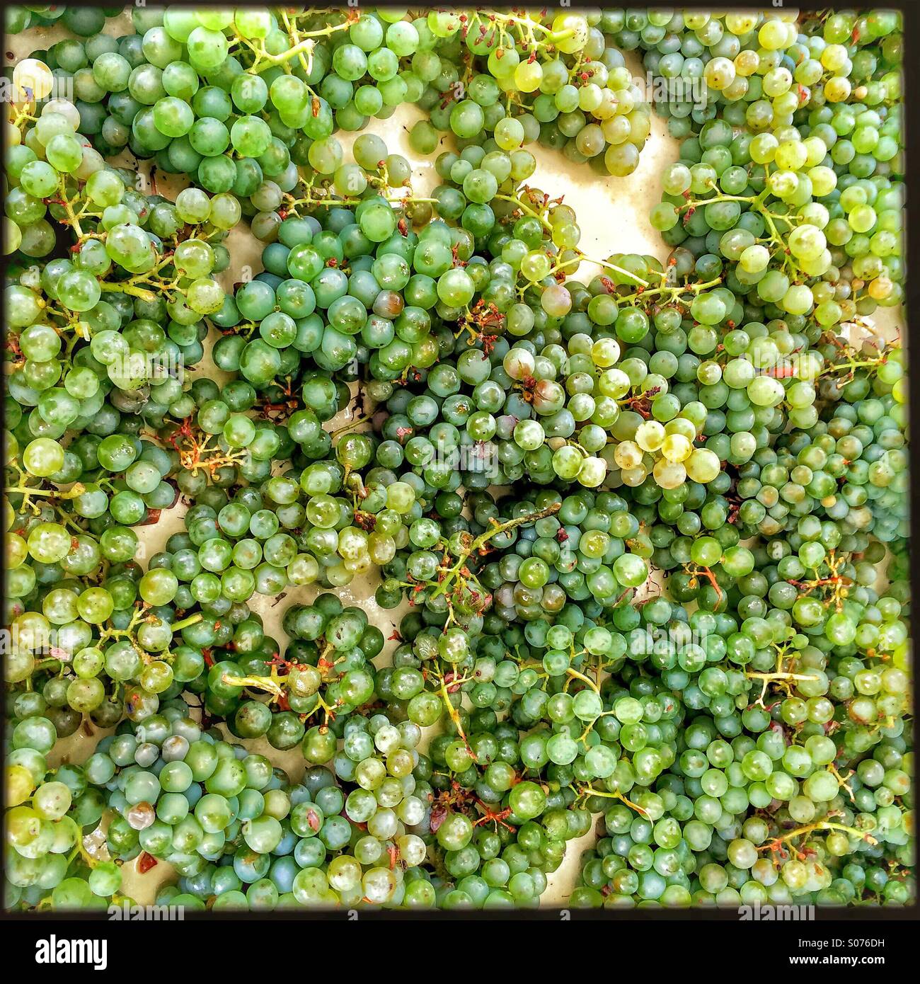 Trauben wachsen -Fotos und -Bildmaterial in hoher Auflösung – Alamy