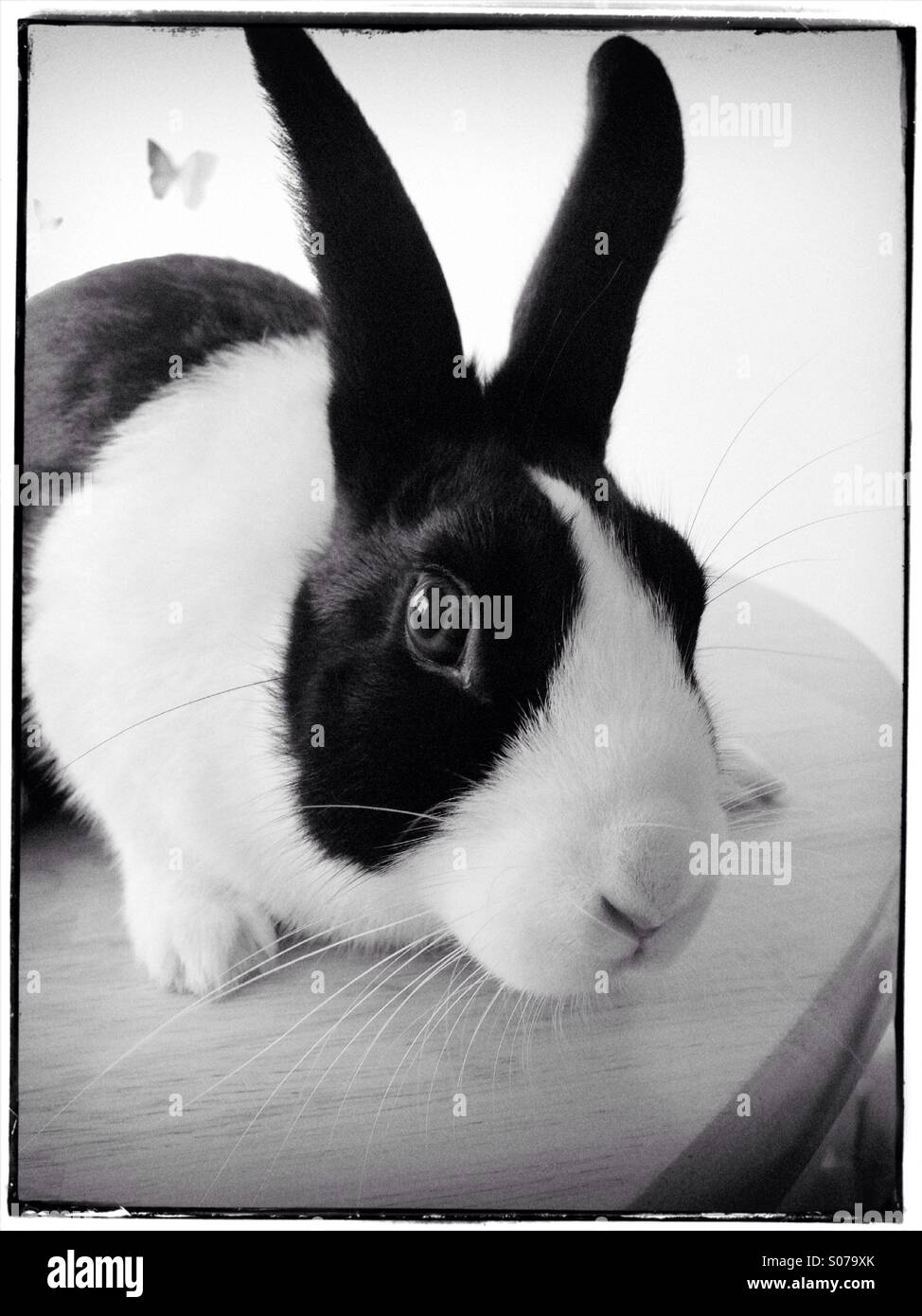 Schwarz weiß kaninchen -Fotos und -Bildmaterial in hoher Auflösung – Alamy