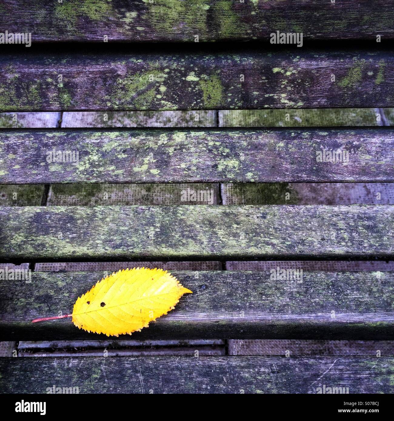 Wunderschne Das Gelbe Blatt Ebenbild