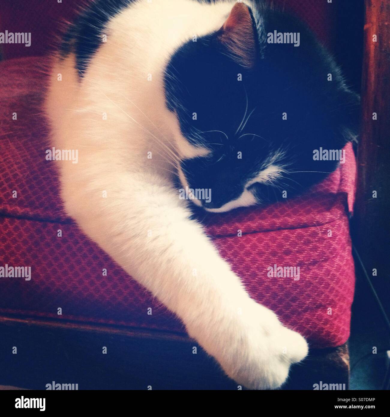 Katze streckte sich aus -Fotos und -Bildmaterial in hoher Auflösung – Alamy