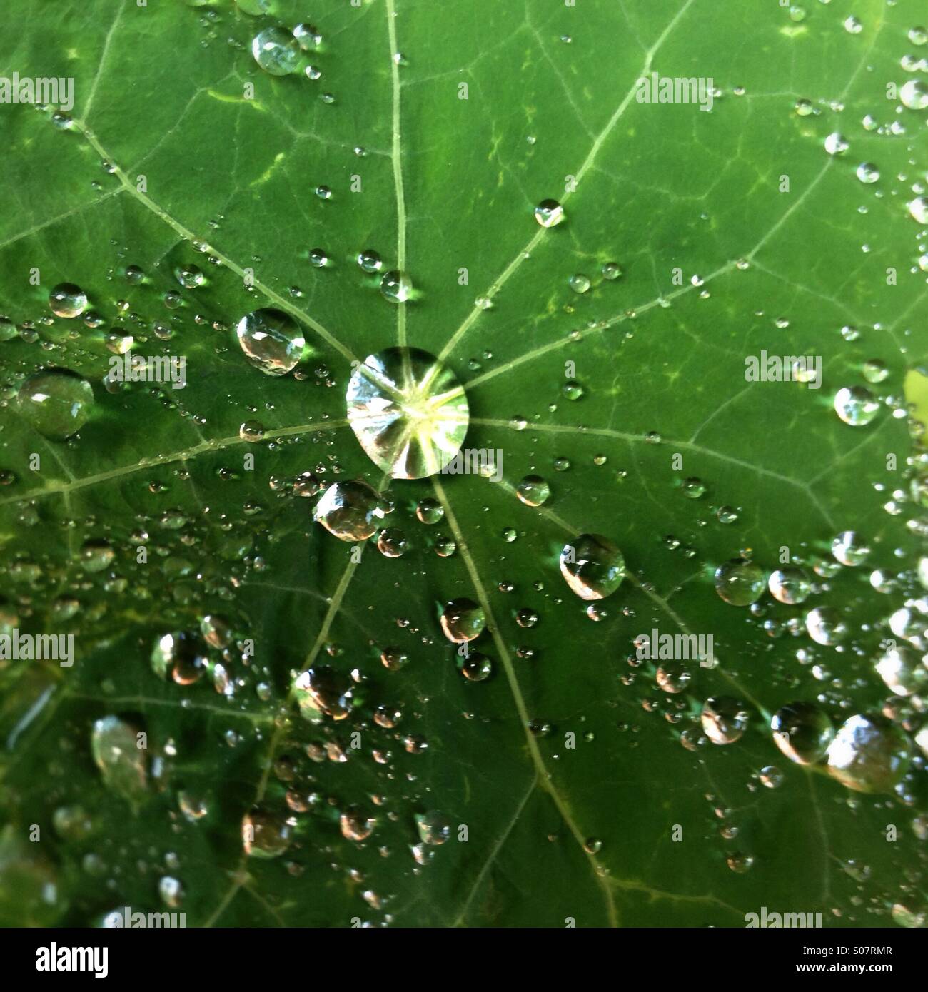 Regen regentropfen regentropfen tropfen -Fotos und -Bildmaterial in ...