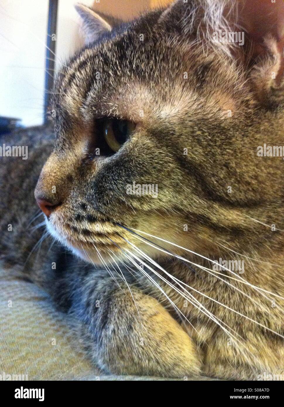 Profil katze -Fotos und -Bildmaterial in hoher Auflösung – Alamy