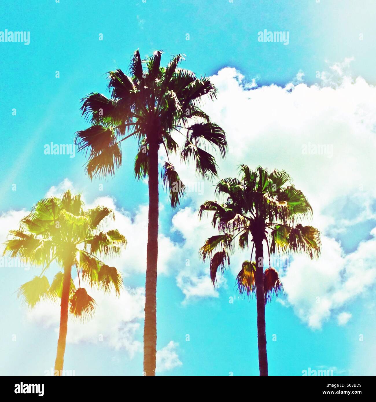 Florida palm tree -Fotos und -Bildmaterial in hoher Auflösung – Alamy