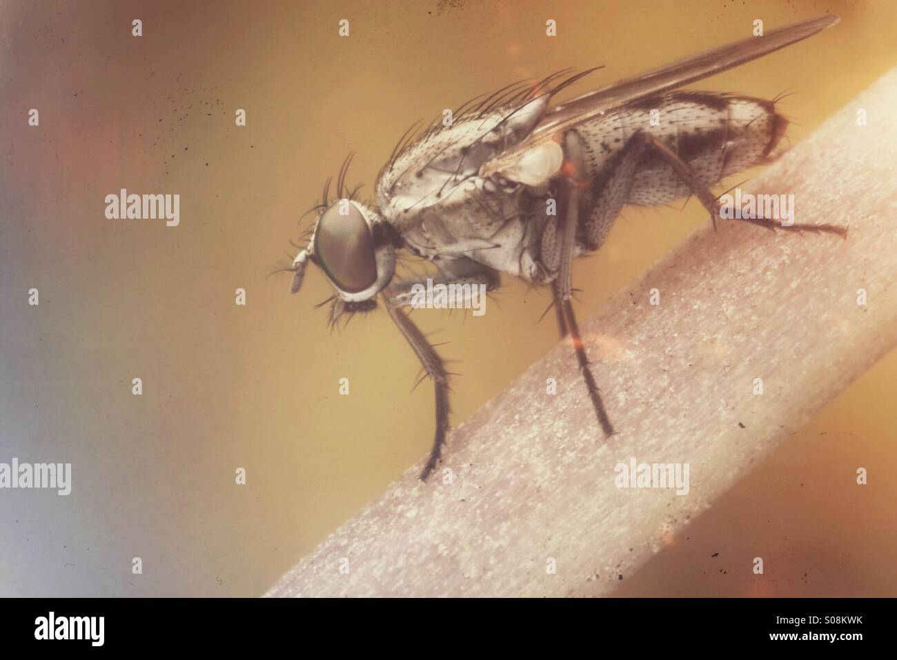 Inländische fliege -Fotos und -Bildmaterial in hoher Auflösung – Alamy