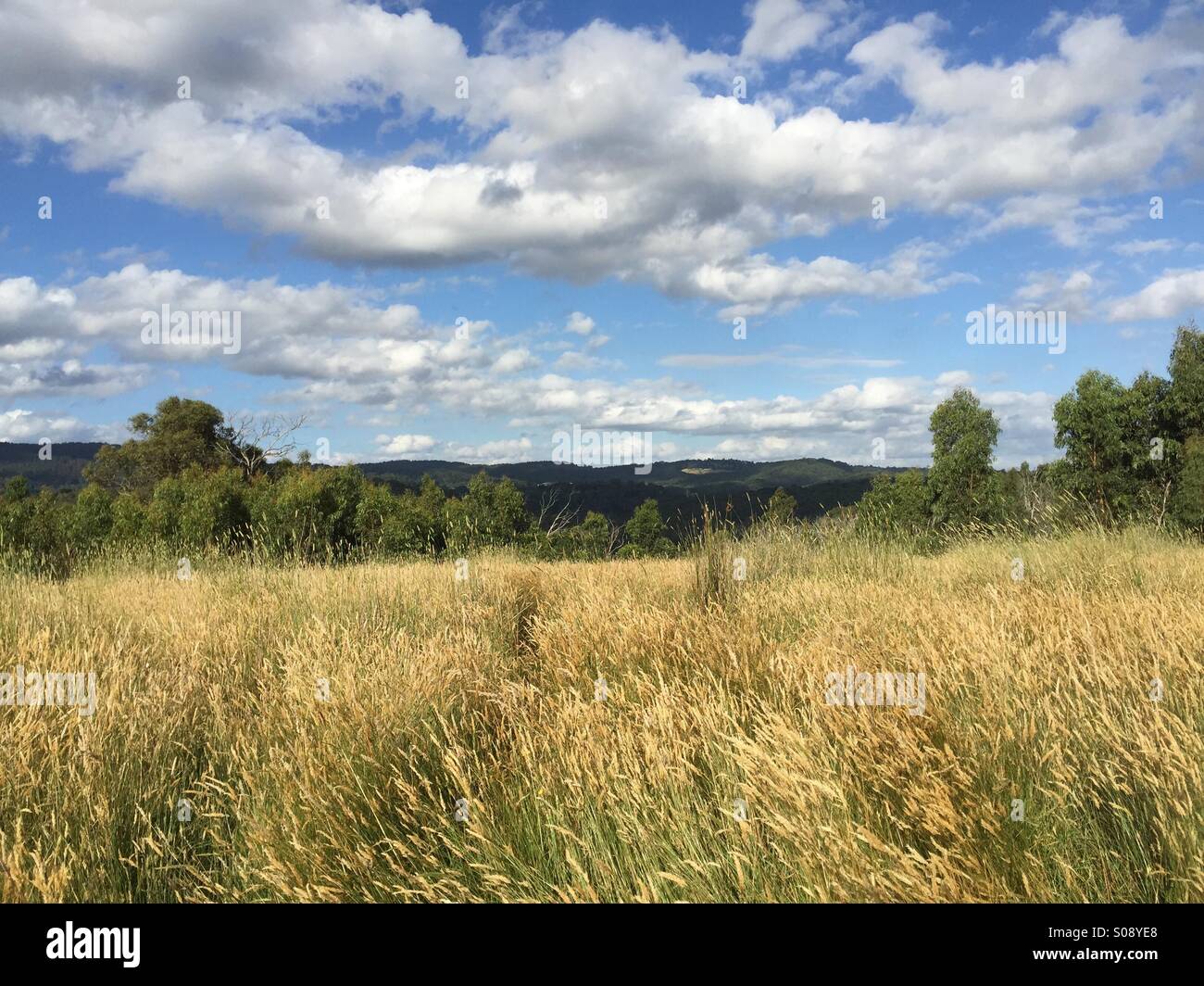 Feld australien -Fotos und -Bildmaterial in hoher Auflösung – Alamy