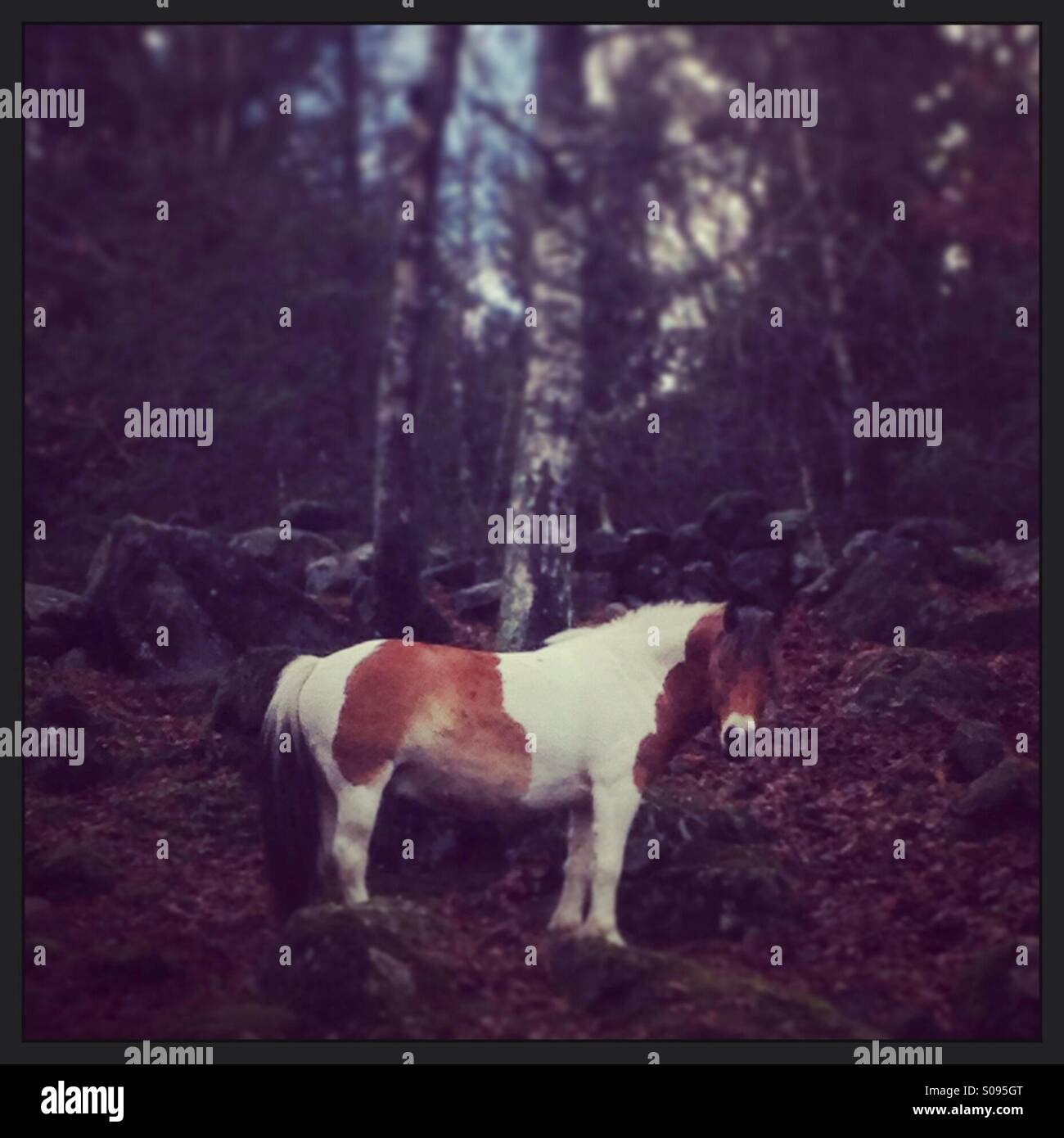 Pinto horse Stockfotos und -bilder Kaufen - Alamy