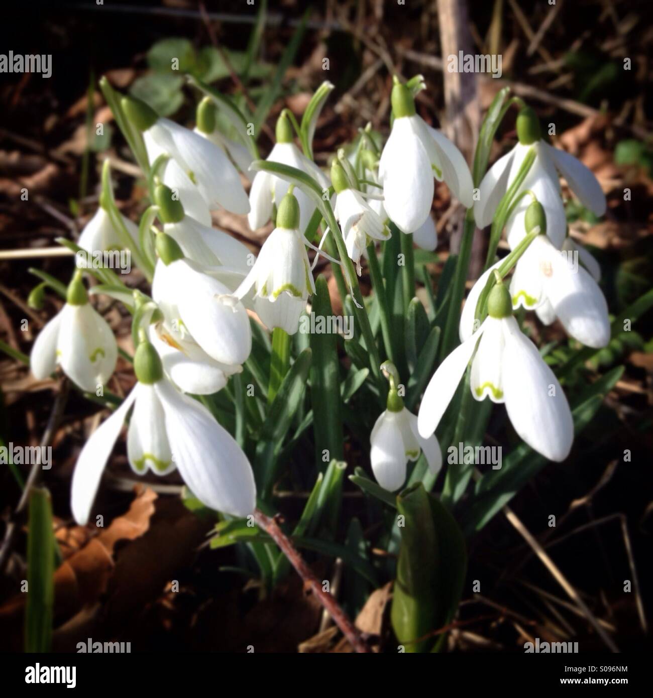 Snowdrops winter -Fotos und -Bildmaterial in hoher Auflösung – Alamy
