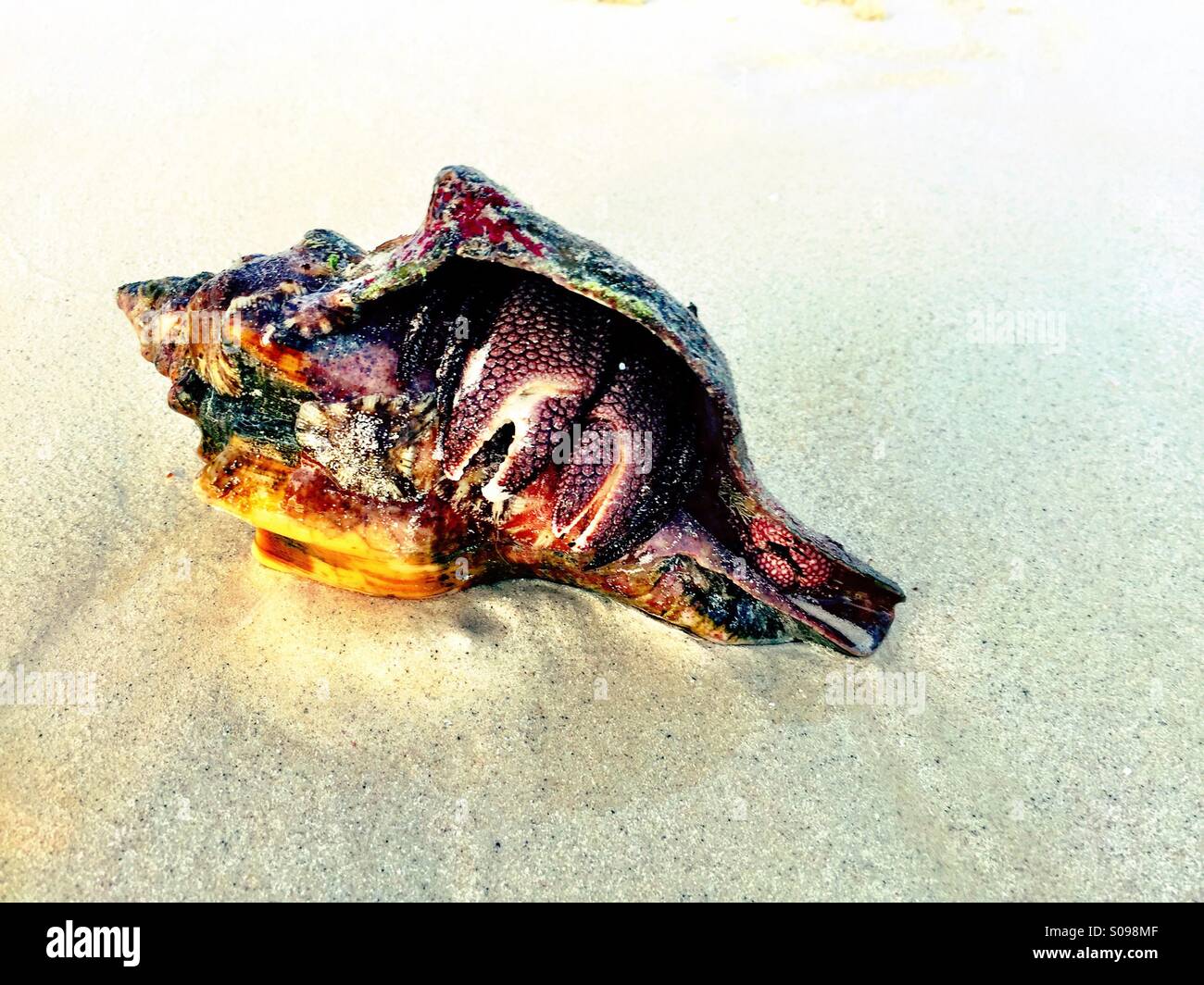 Krabbe Krabbeln Am Strand Stockfotos und -bilder Kaufen - Alamy