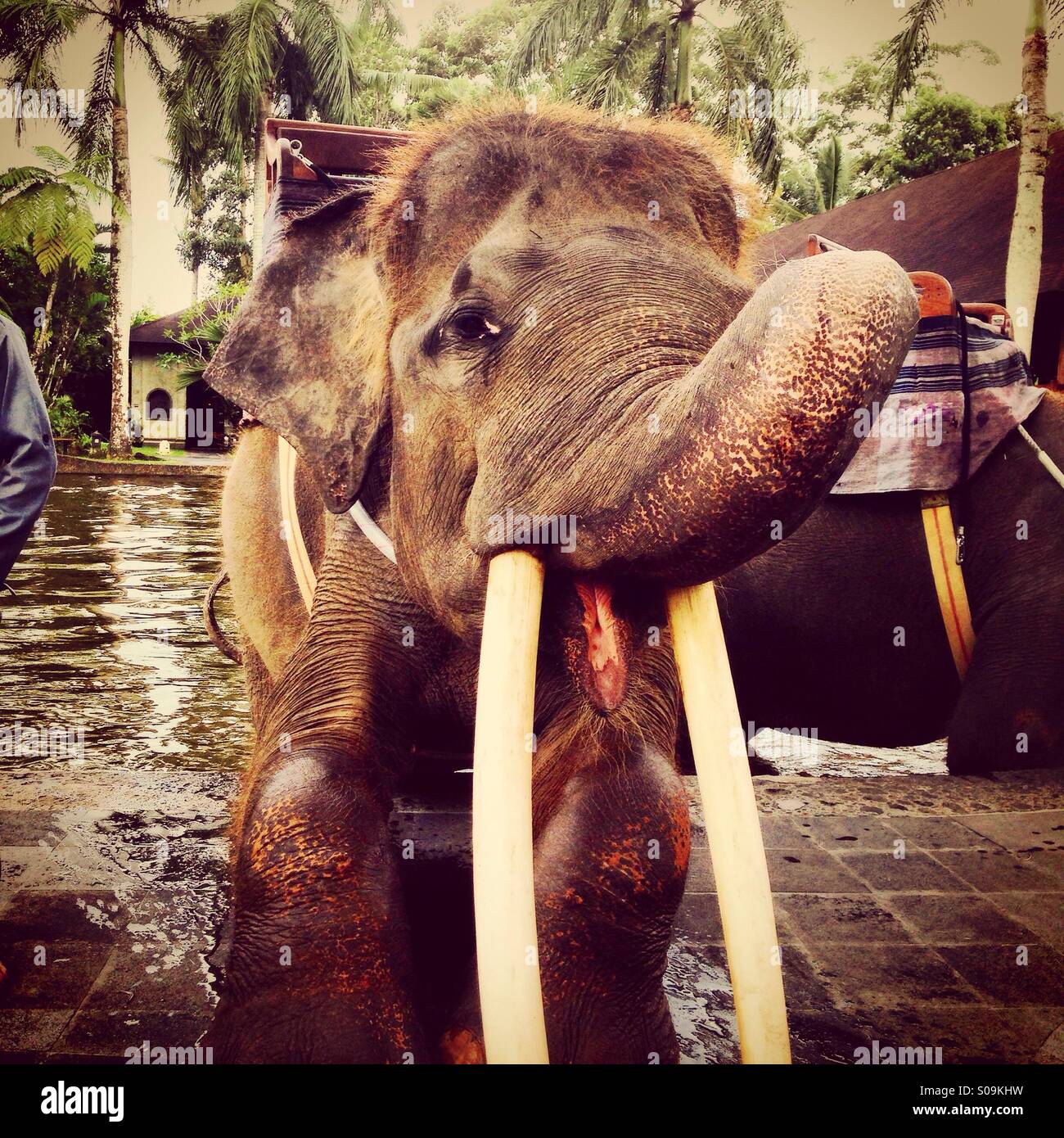Elefant schwimmt -Fotos und -Bildmaterial in hoher Auflösung – Alamy